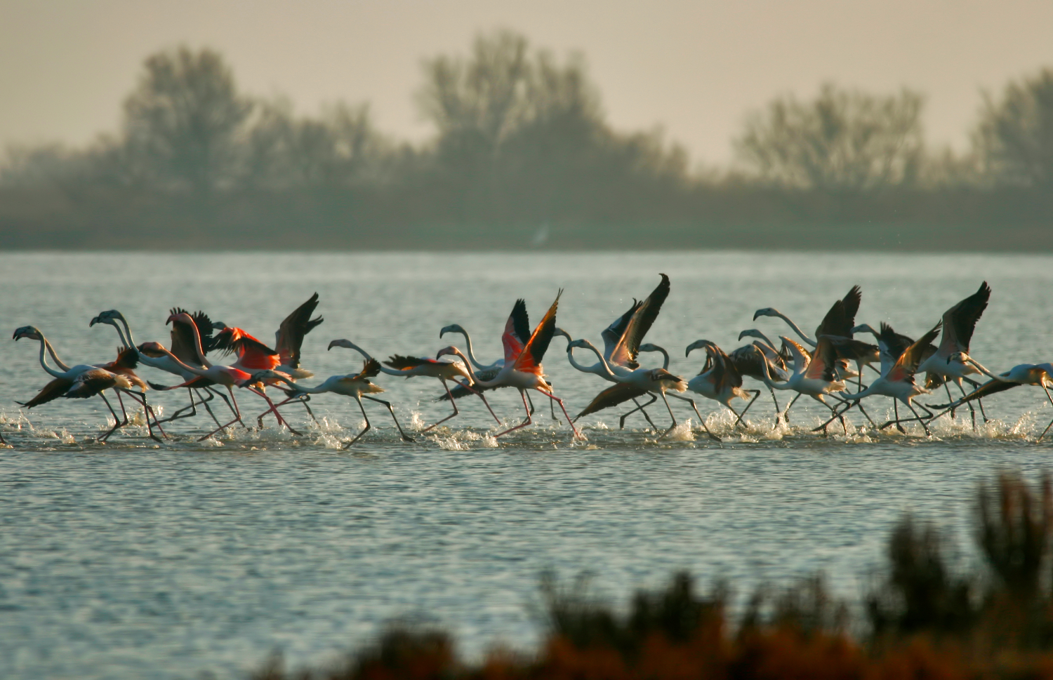 Le nostre specie | Delta del Po